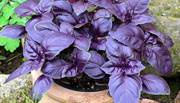 How to Sow Dark Opal Basil Seeds - Welldales