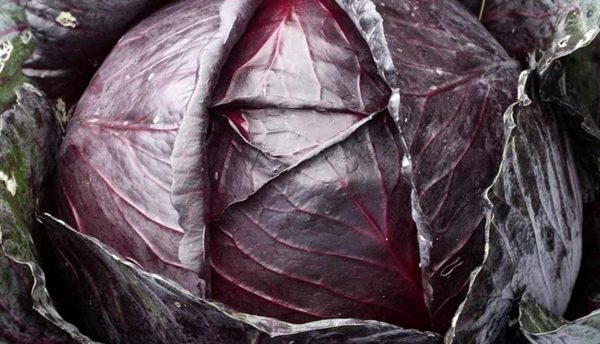 How to Sow Large Red Ball Cabbage Seeds - Welldales