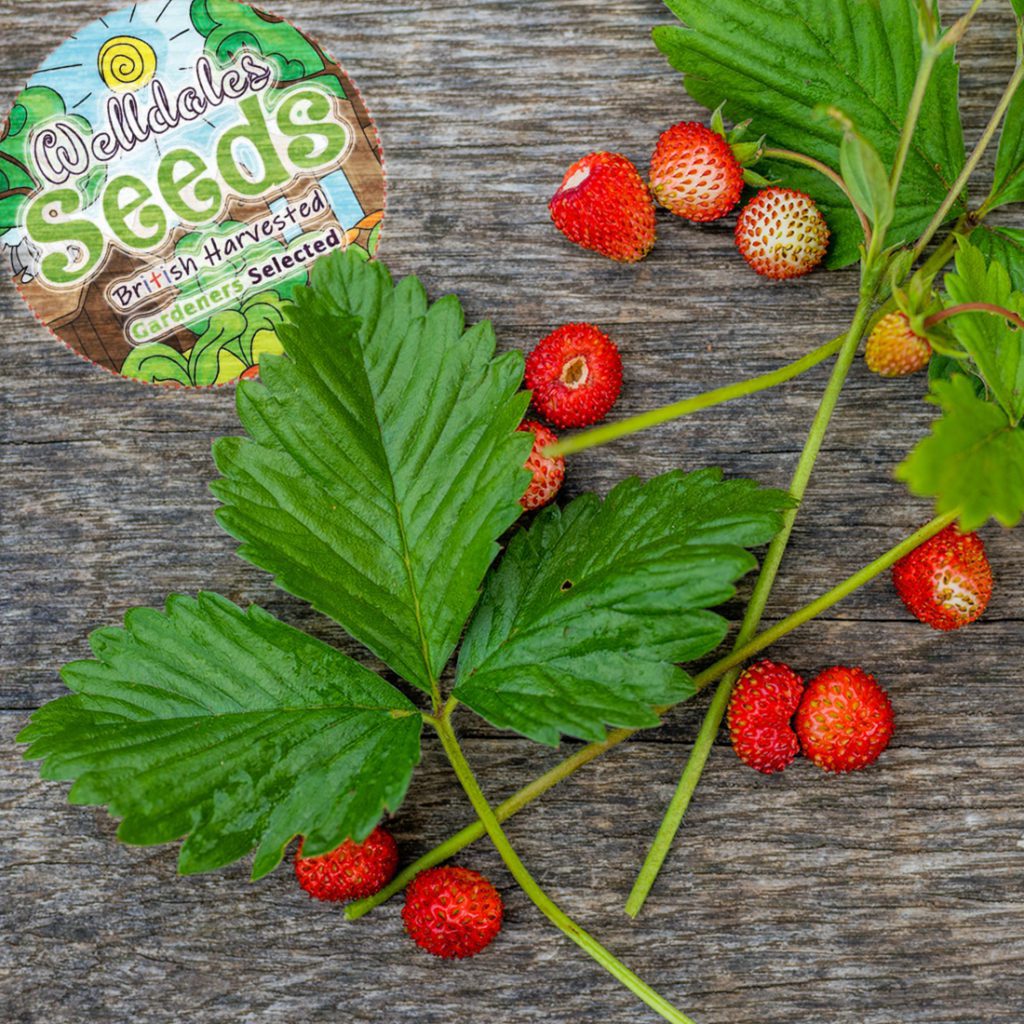 50 Mini Alpine Strawberry Seeds - Welldales