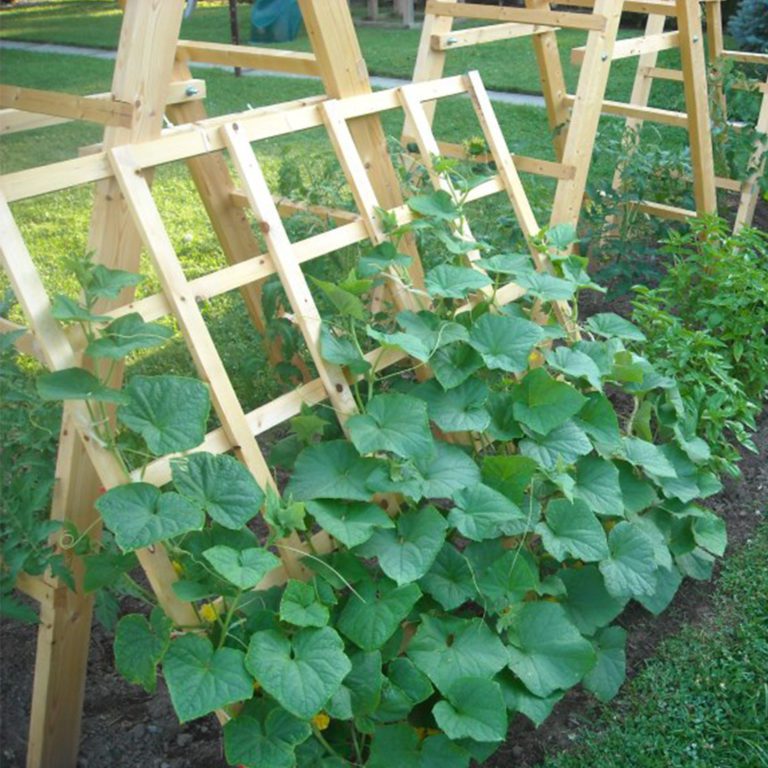 10 Mini Cucumber Gherkin Seeds - Welldales
