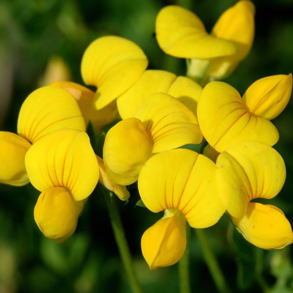 100 Birds Foot Trefoil Seeds - Welldales
