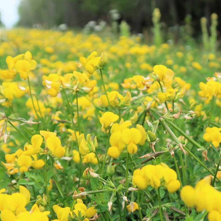 100 Birds Foot Trefoil Seeds - Welldales