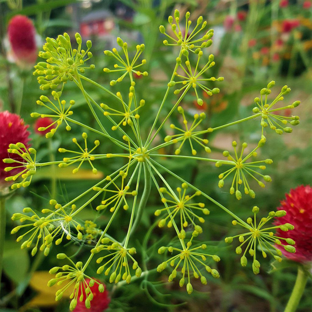 100 British Dill Seeds - Welldales