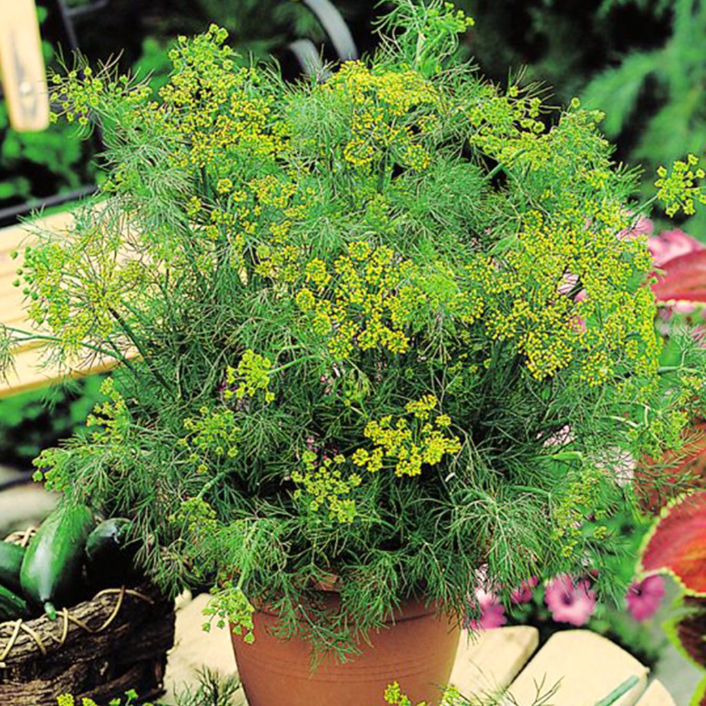 100 British Dill Seeds - Welldales