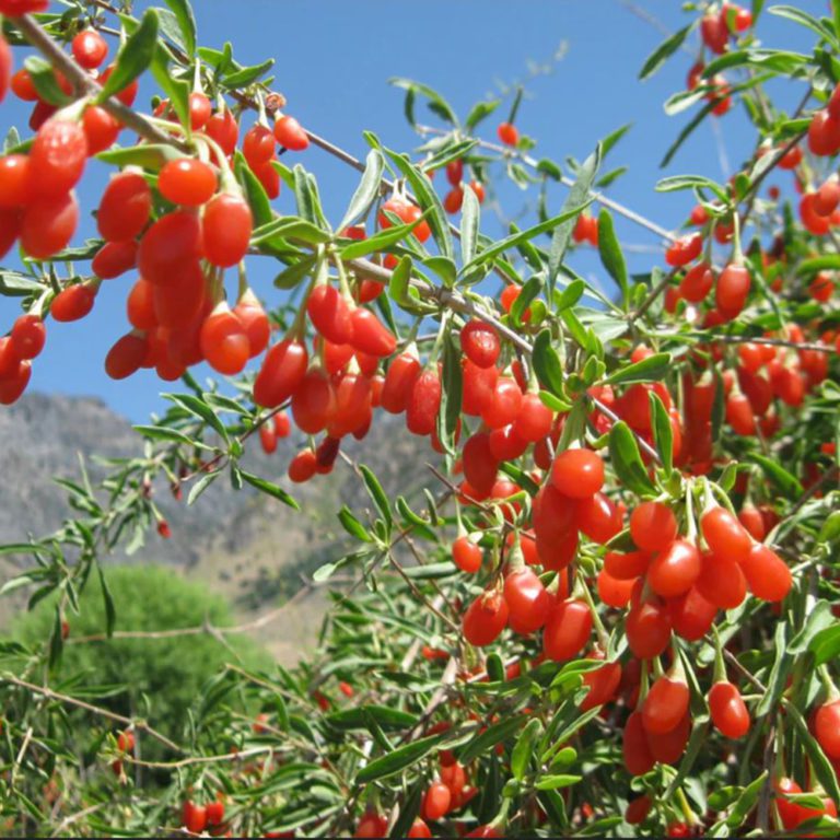 30 Sweet Cherry Goji Berry Seeds - Welldales
