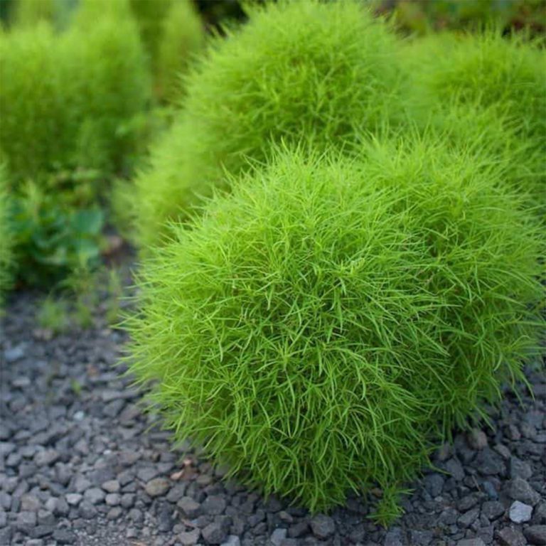 50 Burning Bush Shrub Seeds - Welldales