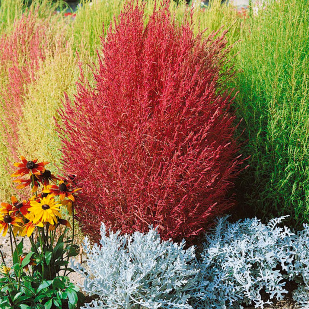 50 Burning Bush Shrub Seeds - Welldales