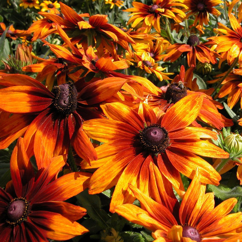 50 Double Daisy Autumn Rudbeckia Seeds - Welldales
