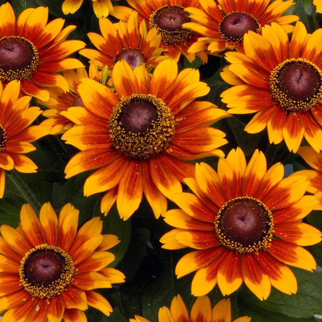 50 Double Daisy Autumn Rudbeckia Seeds - Welldales