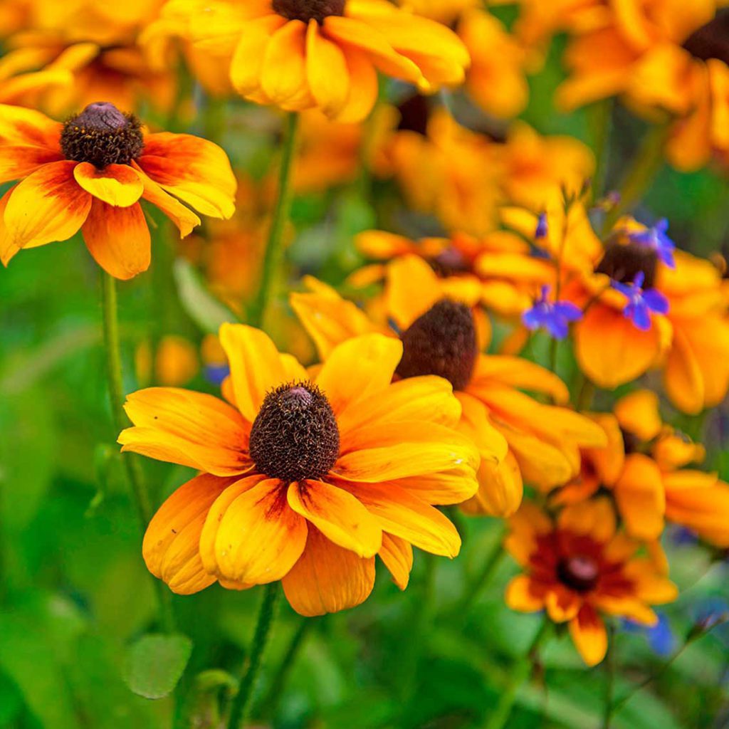 50 Double Daisy Autumn Rudbeckia Seeds - Welldales