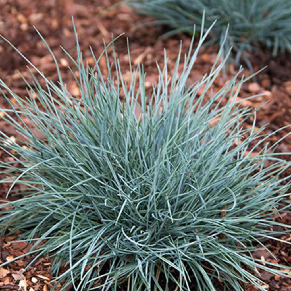 50 Fescue Blue Grass Seeds - Welldales