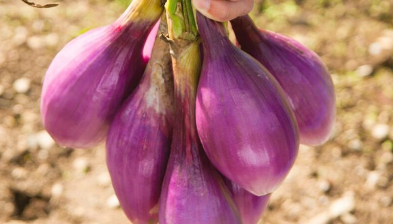 How to Sow Long Scarlet Sweet Red Onion Seeds - Welldales