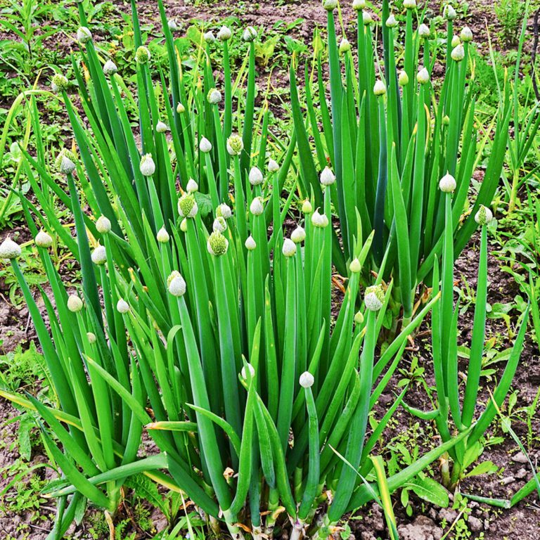 50 Mini Welsh Onion Seeds - Welldales
