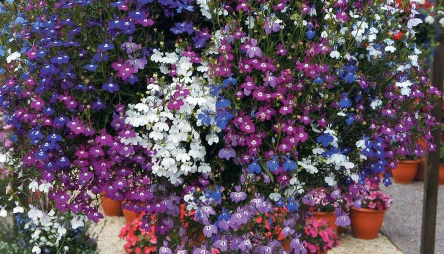 How to Sow Mixed Giant Cascading Lobelia Seeds - Welldales