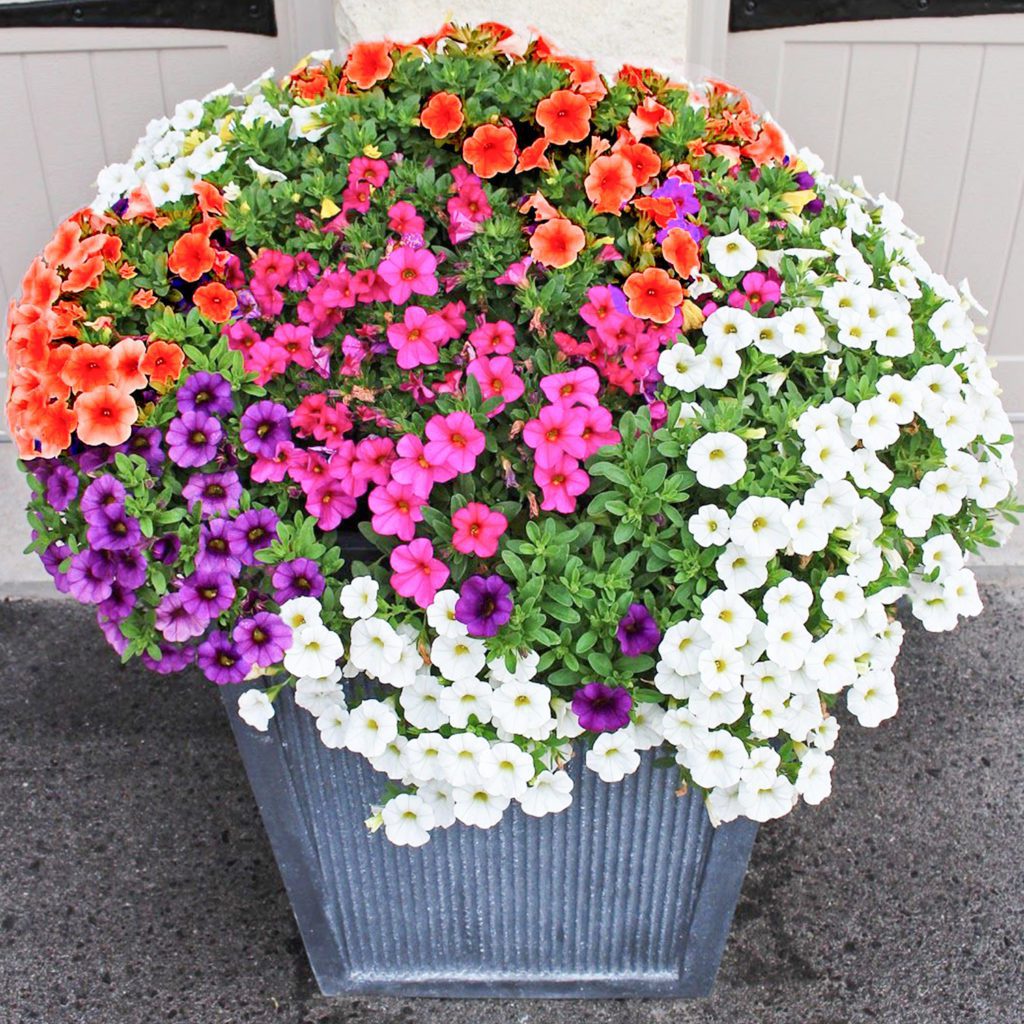 50 Mixed Pastel Stars Petunia Seeds - Welldales