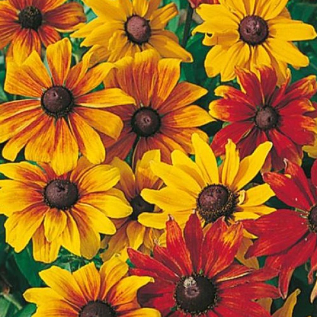 50 Mixed Dwarf Rudbeckia Seeds - Welldales