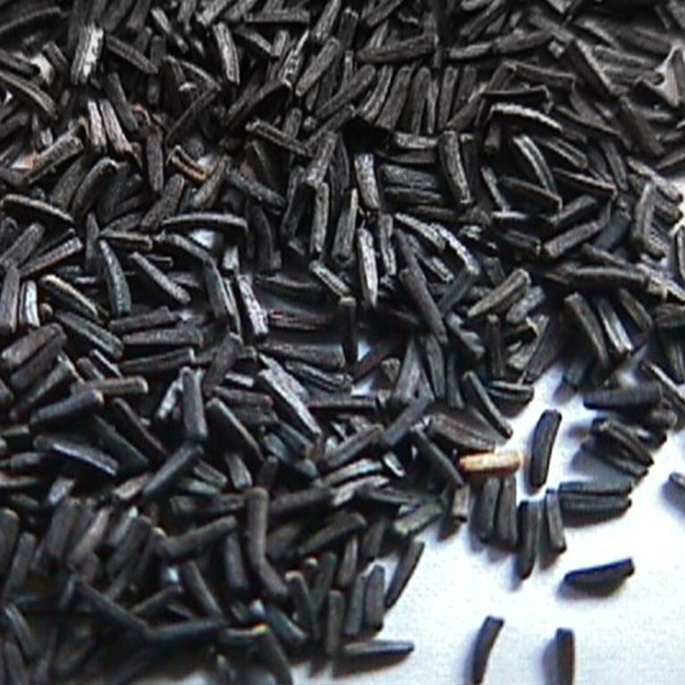 50 Mixed Dwarf Rudbeckia Seeds - Welldales