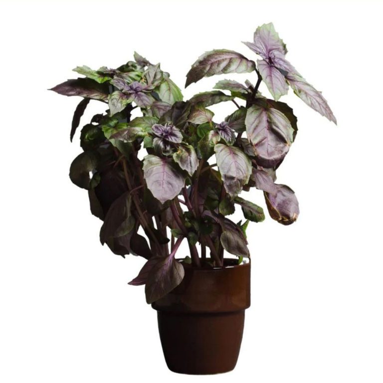 50 Sweet Red Basil Seeds - Welldales