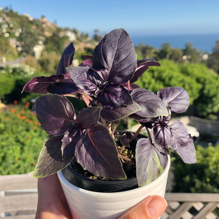 50 Sweet Red Basil Seeds - Welldales