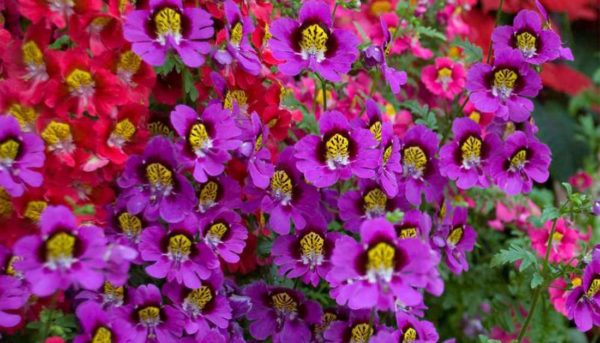 How to Sow Mixed Angel Wings Seeds - Welldales