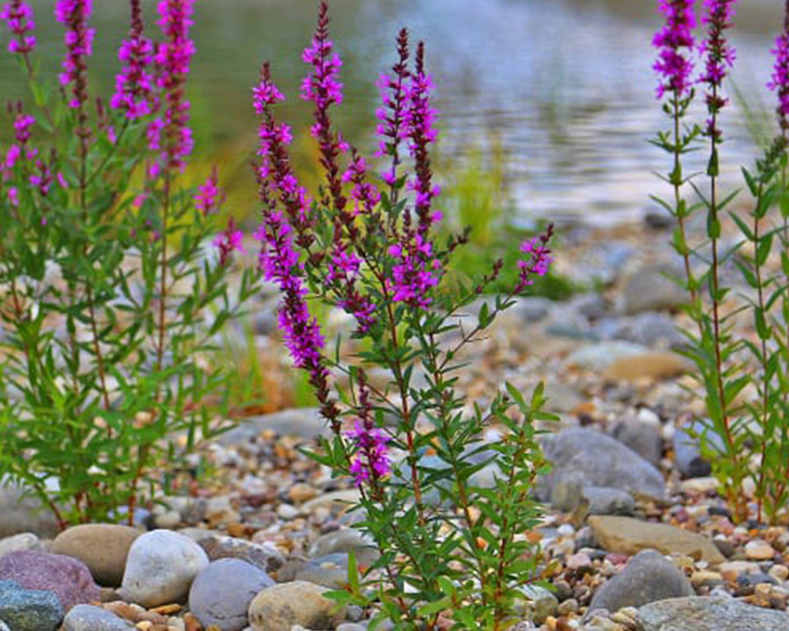 100 Purple Loosestrife Seeds - Welldales