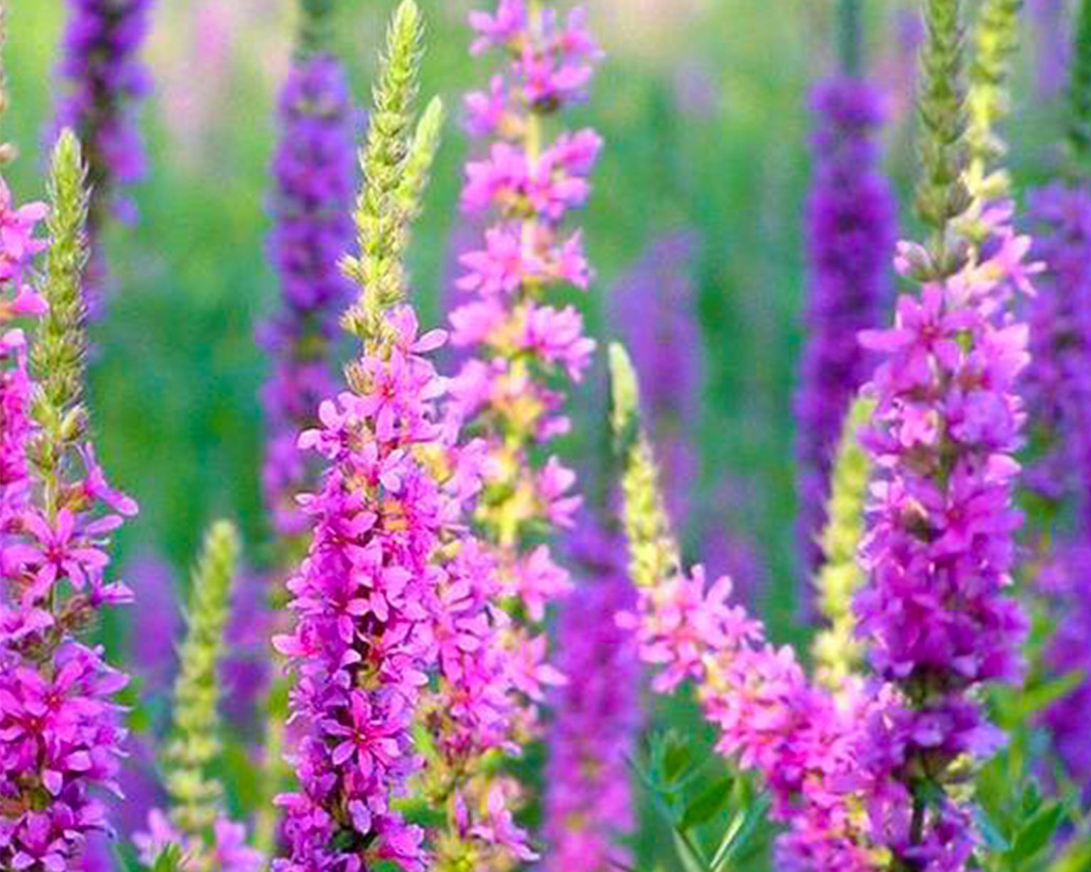 100 Purple Loosestrife Seeds - Welldales