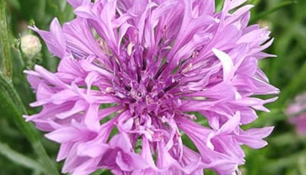 How to Sow Silk Purple Cornflower Seeds - Welldales