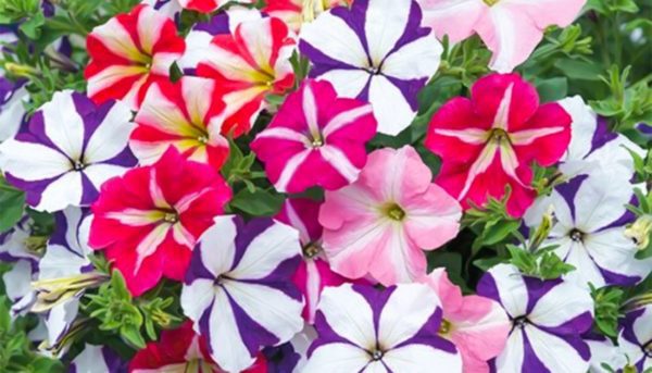 How to Sow Double Mix Trailing Petunia Seeds - Welldales