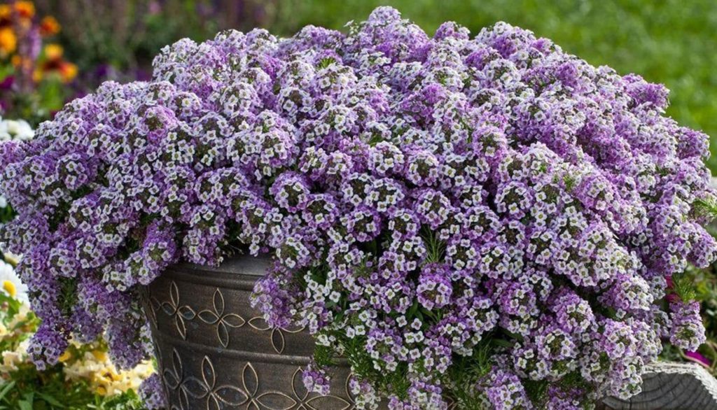 How to Sow Alyssum Fragrant Carpet Mix Seeds - Welldales