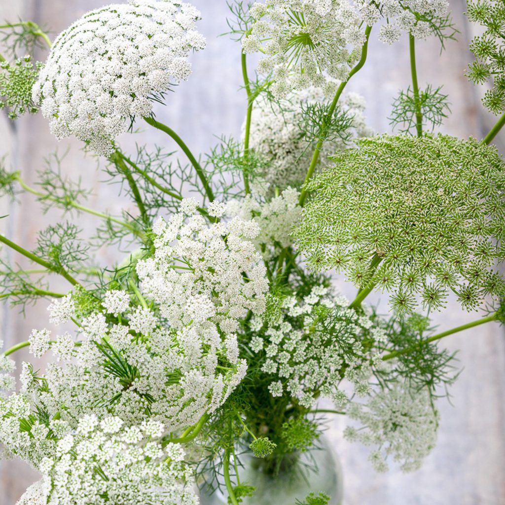 100 Giant Ammi Majus Wildflower Seeds - Welldales