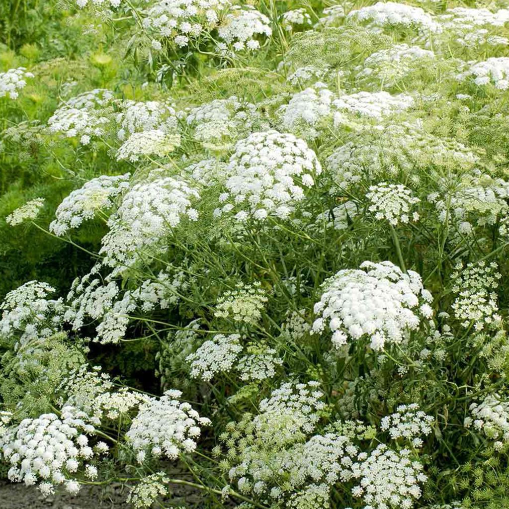100 Giant Ammi Majus Wildflower Seeds - Welldales