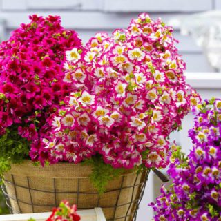 100 Mixed Angel Wings Seeds - Welldales