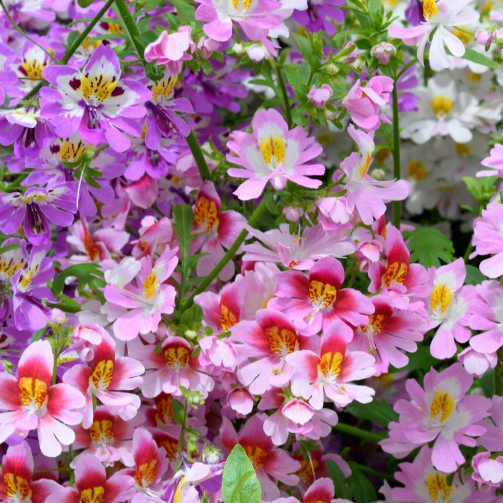 100 Mixed Angel Wings Seeds - Welldales