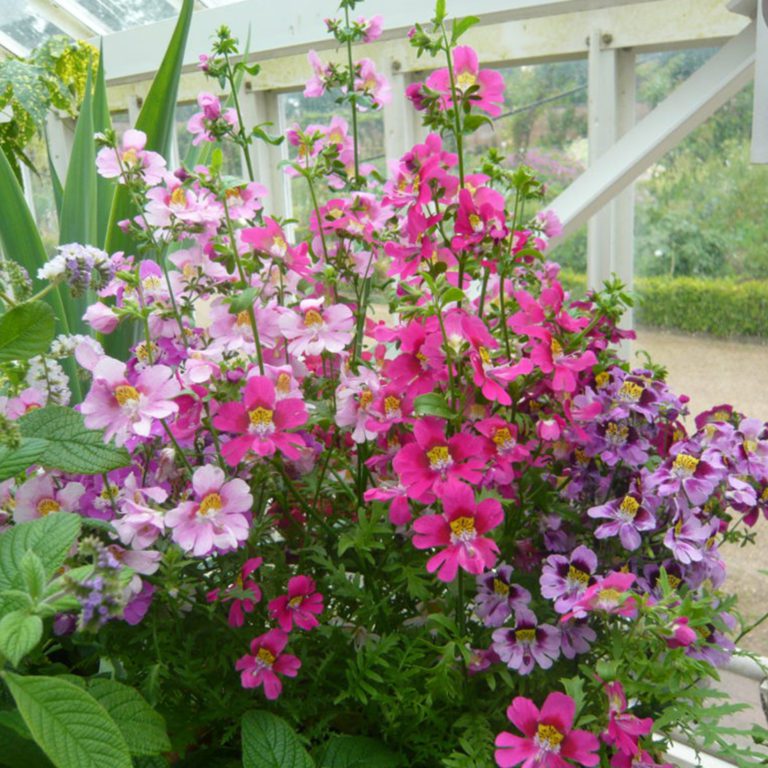 100 Mixed Angel Wings Seeds - Welldales