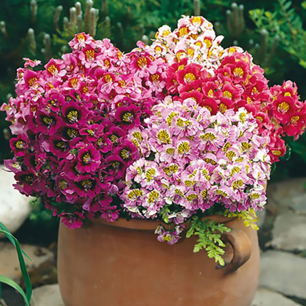 100 Mixed Angel Wings Seeds - Welldales