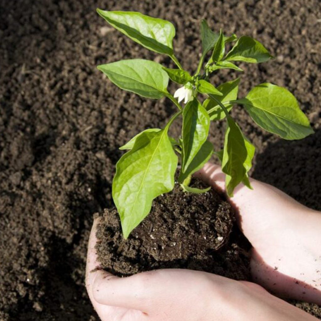 25L Premium Multi Purpose Top Soil - Welldales