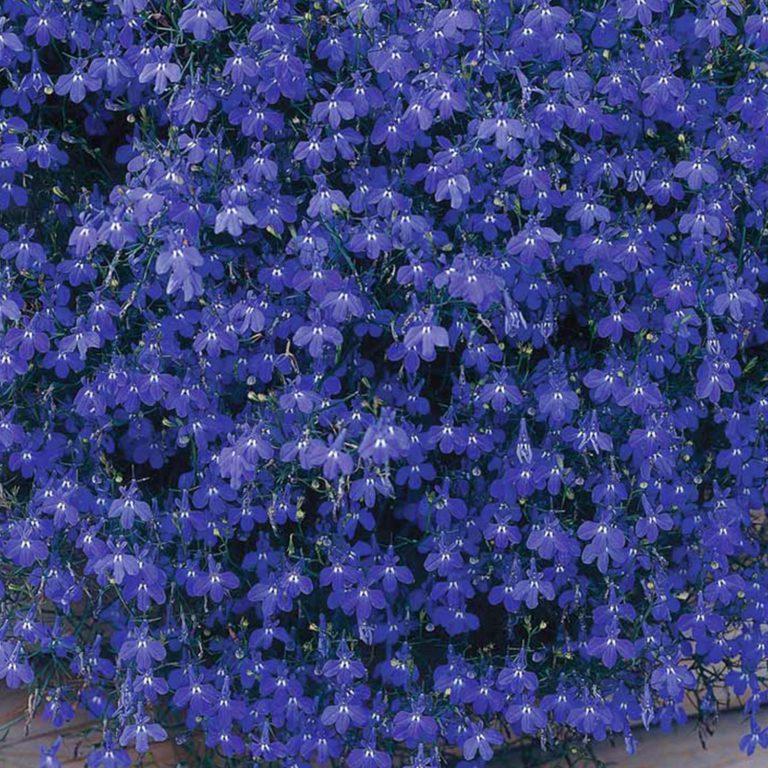 50 Blue Sapphire Trailing Lobelia - Welldales