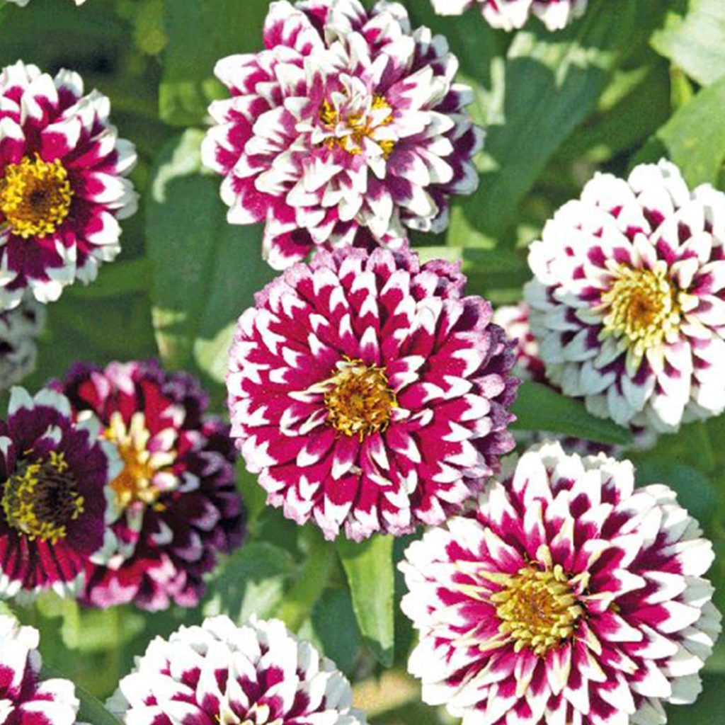 50 Double Zinnia Seeds - Welldales