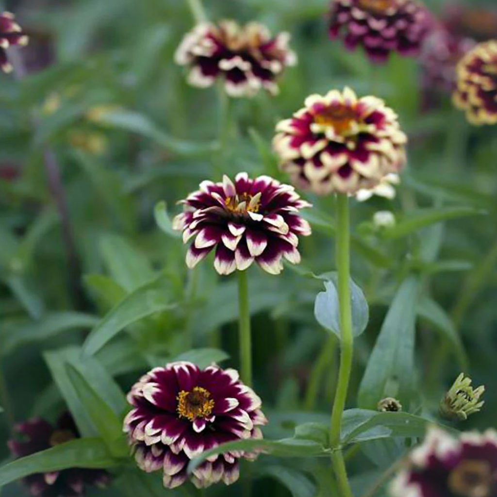 50 Double Zinnia Seeds - Welldales