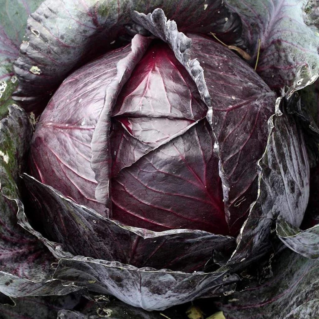 50 Large Red Ball Cabbage Seeds - Welldales