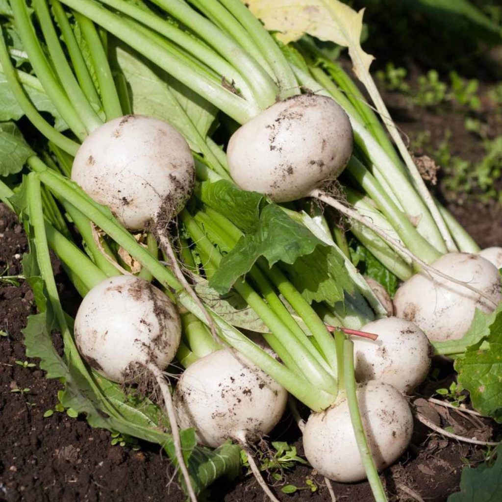 50 Italian White Turnip Seeds - Welldales