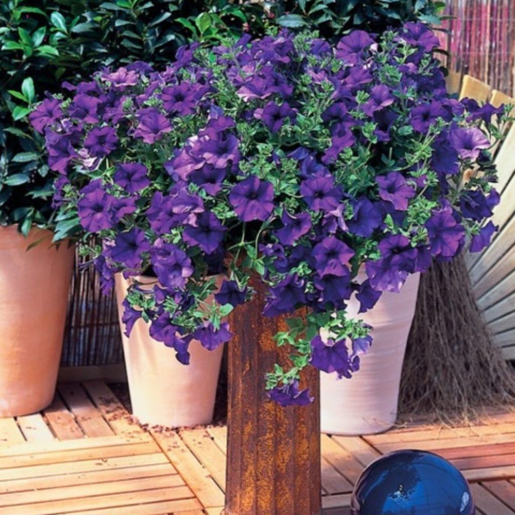 50 Violet Sky Petunia Seeds - Welldales