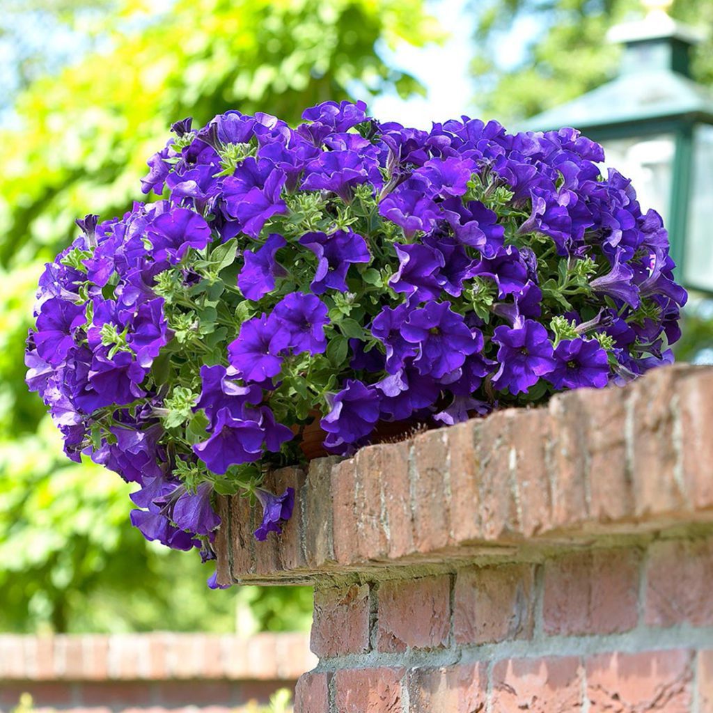 50 Violet Sky Petunia Seeds - Welldales