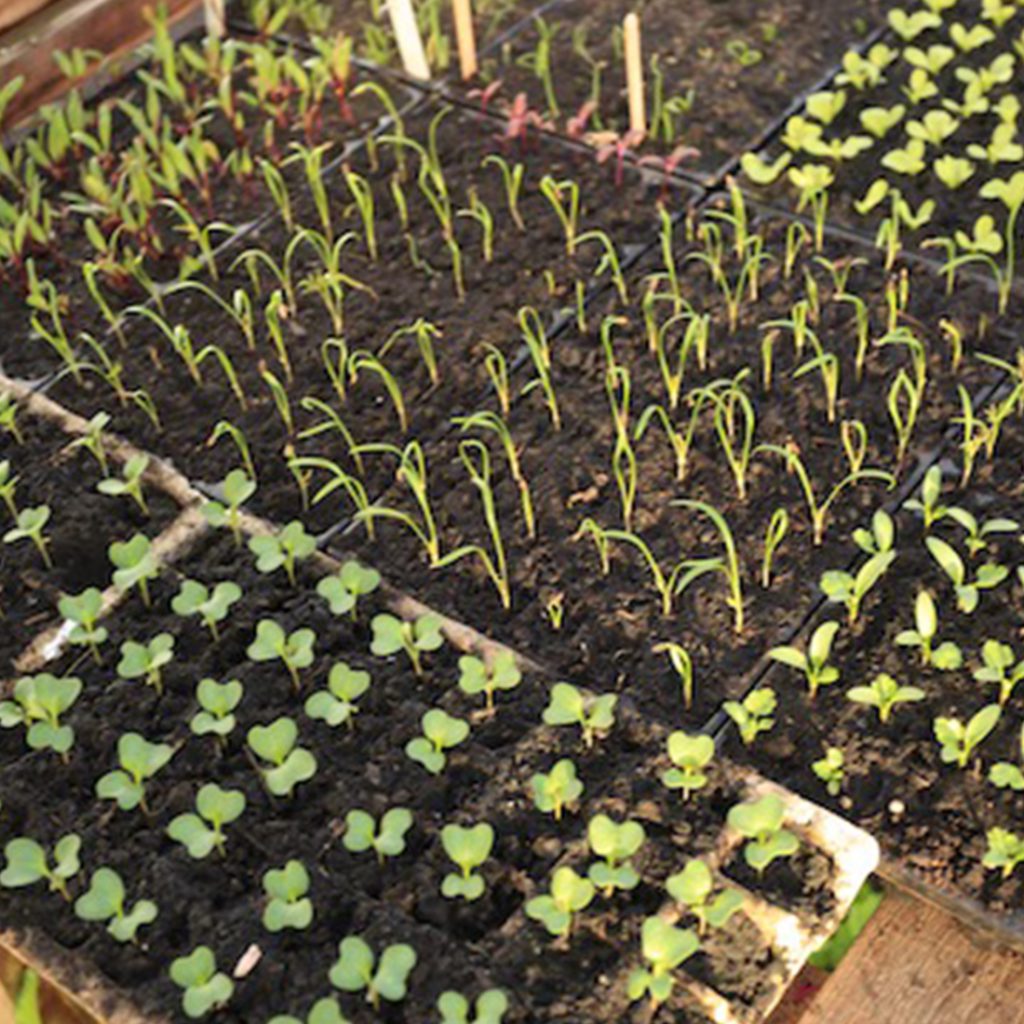 56L Premium Irish Moss Peat Compost - Welldales