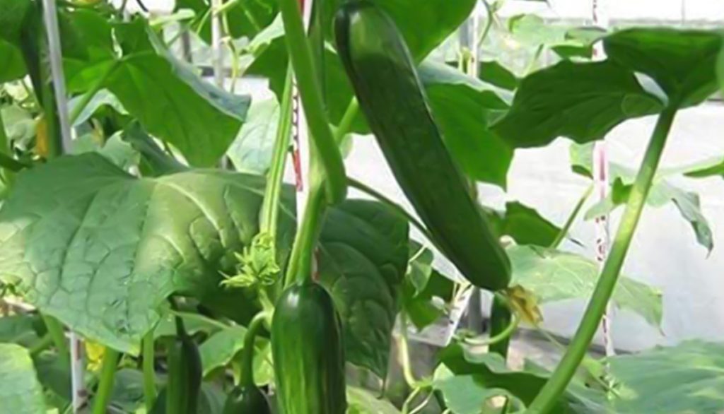 How to Sow Hanging Mini Cucumber Seeds - Welldales