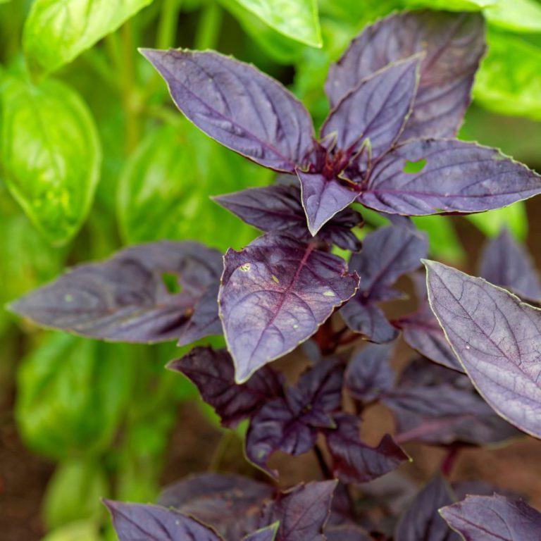 50 Dark Opal Basil Seeds - Welldales