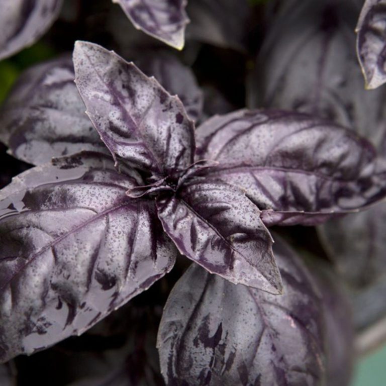 50 Dark Opal Basil Seeds - Welldales