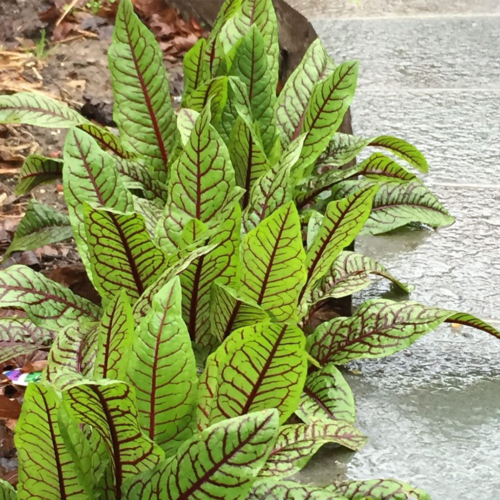 50 Gourmet Lemon Sorrel Seeds - Welldales