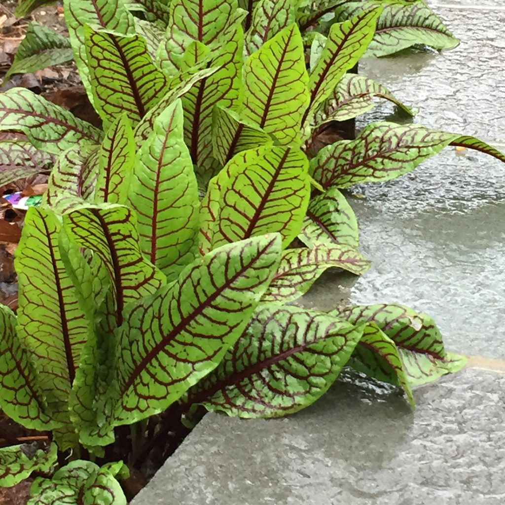 50 Gourmet Lemon Sorrel Seeds - Welldales