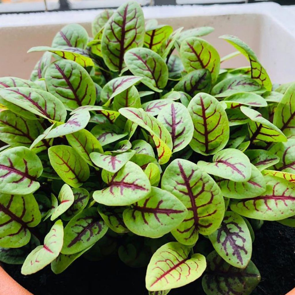 50 Gourmet Lemon Sorrel Seeds - Welldales